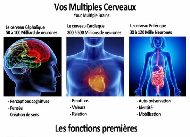 Atelier : Utilisation des 3 cerveaux : Le coeur, la peur ou la raison ...